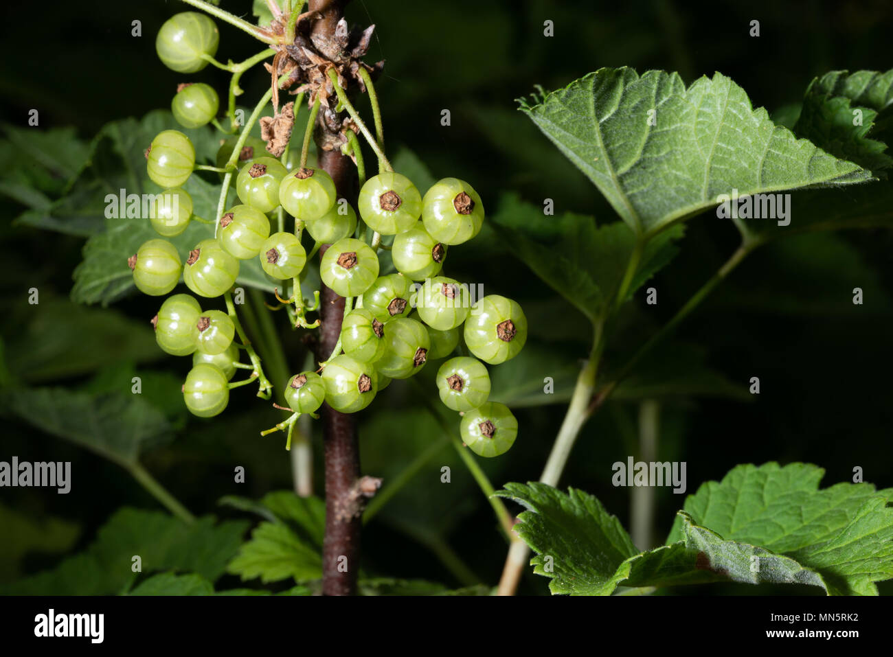 white currant, ribes rubrum, on bush, isolated on dark background Stock ...