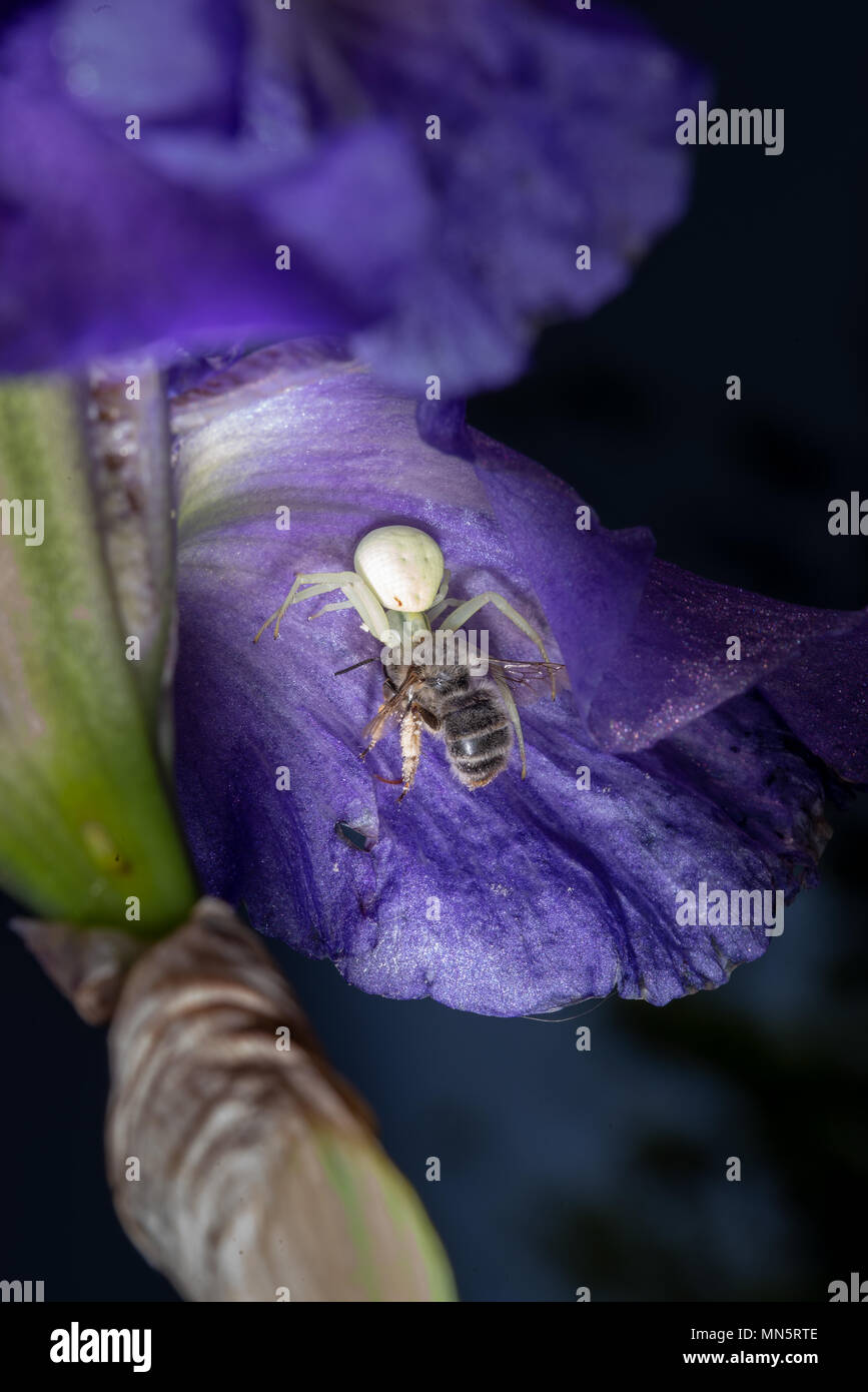 Macro Closeup of a white crab spider feasting on catched bee on blue ...