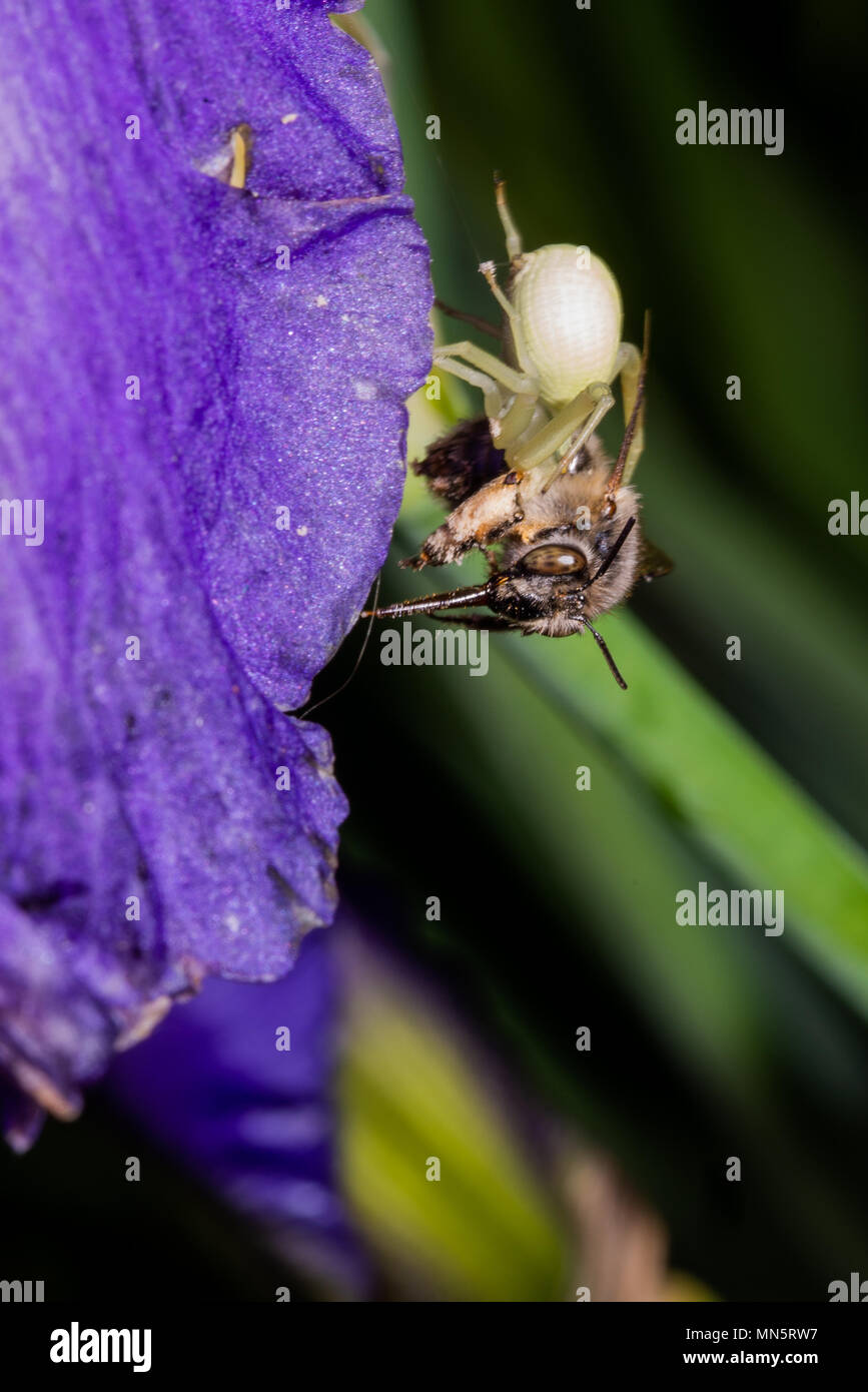 Macro Closeup of a white crab spider feasting on catched bee on blue ...