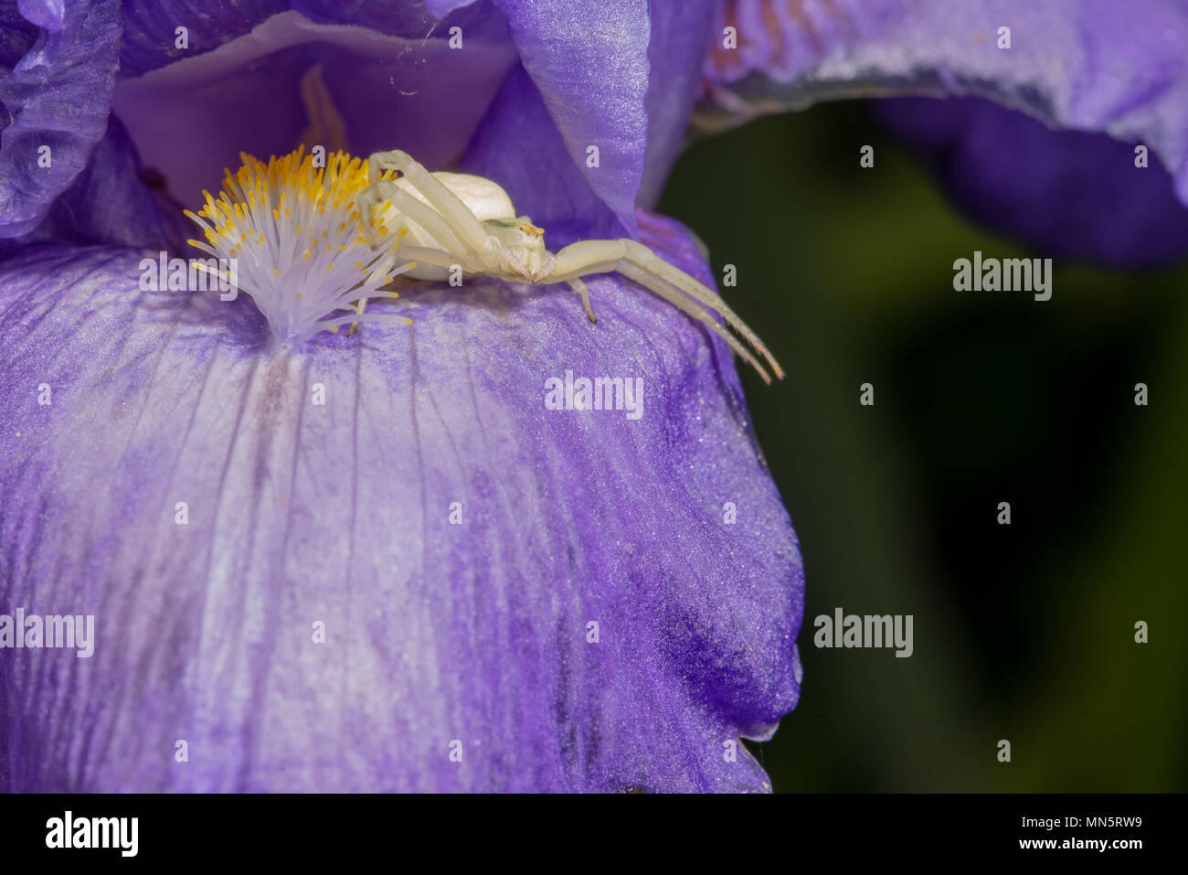 Macro Closeup of a white crab spider preying on insects on blue Bearded ...