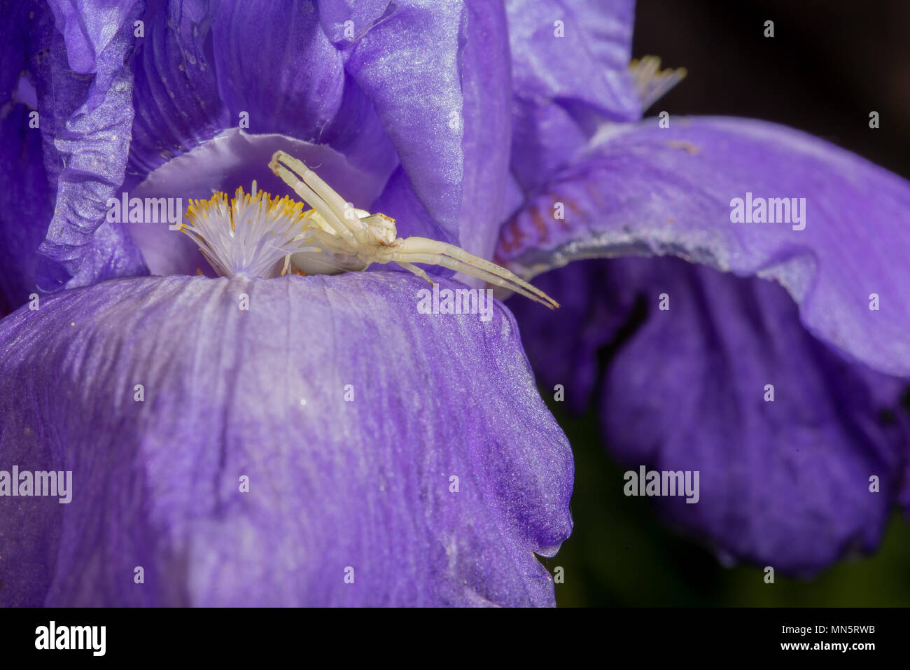 Macro Closeup of a white crab spider preying on insects on blue Bearded ...