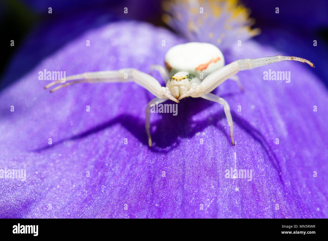Macro Closeup of a white crab spider preying on insects on blue Bearded ...