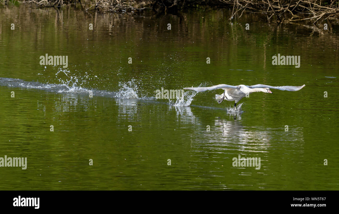 Swan flying over a river Stock Photo - Alamy