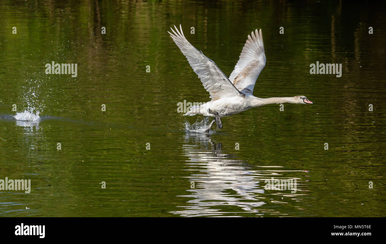 Swan flying over a river Stock Photo - Alamy