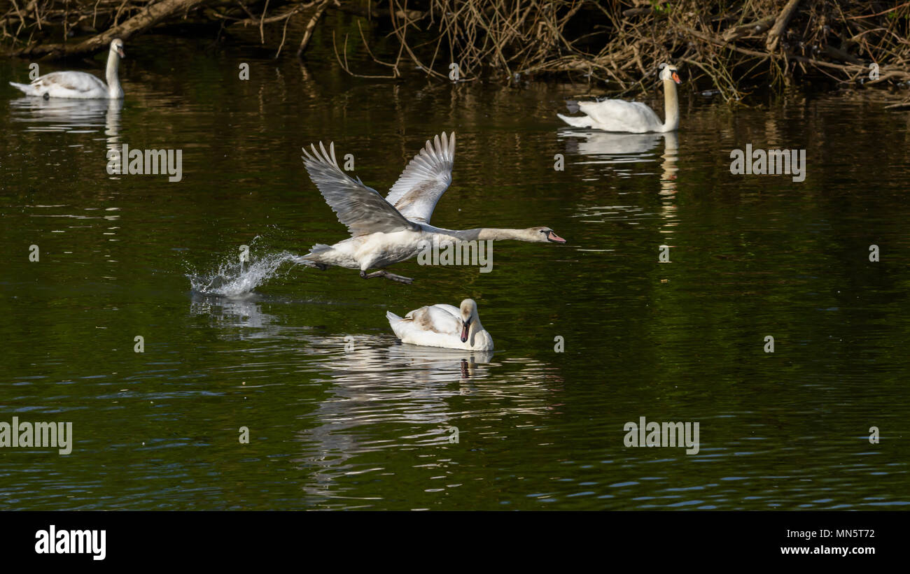 Swan flying over a river Stock Photo - Alamy