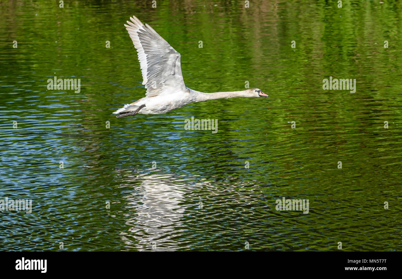 Swan flying over countryside hi-res stock photography and images - Alamy