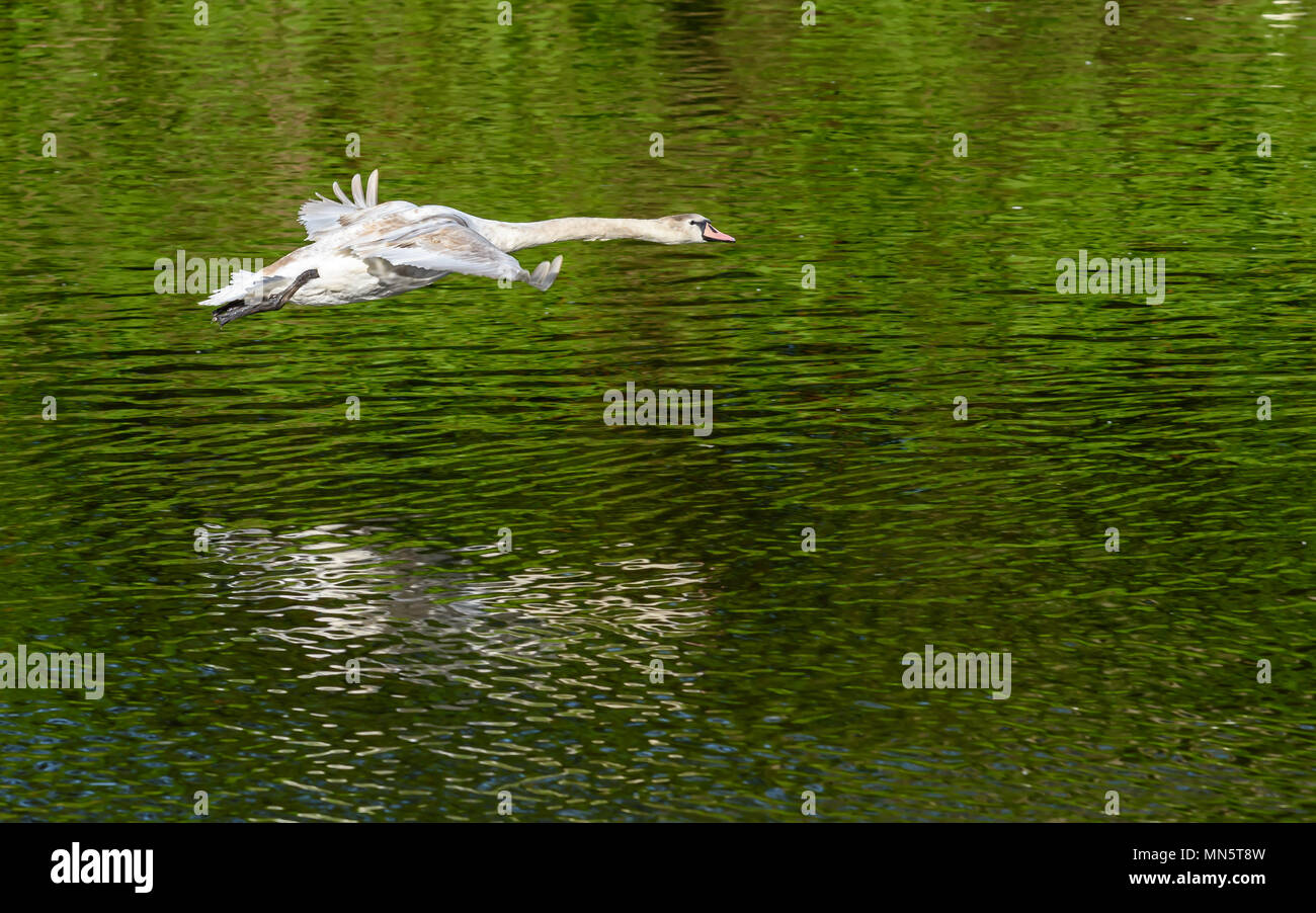 Swan flying over countryside hi-res stock photography and images - Alamy