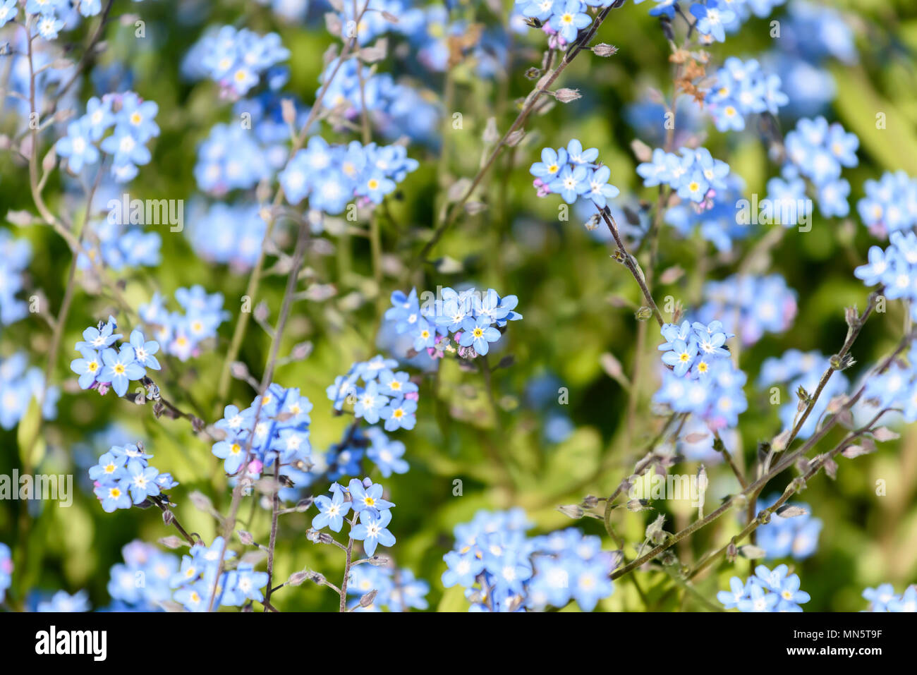 Wild blue flowers in Spring time Stock Photo - Alamy