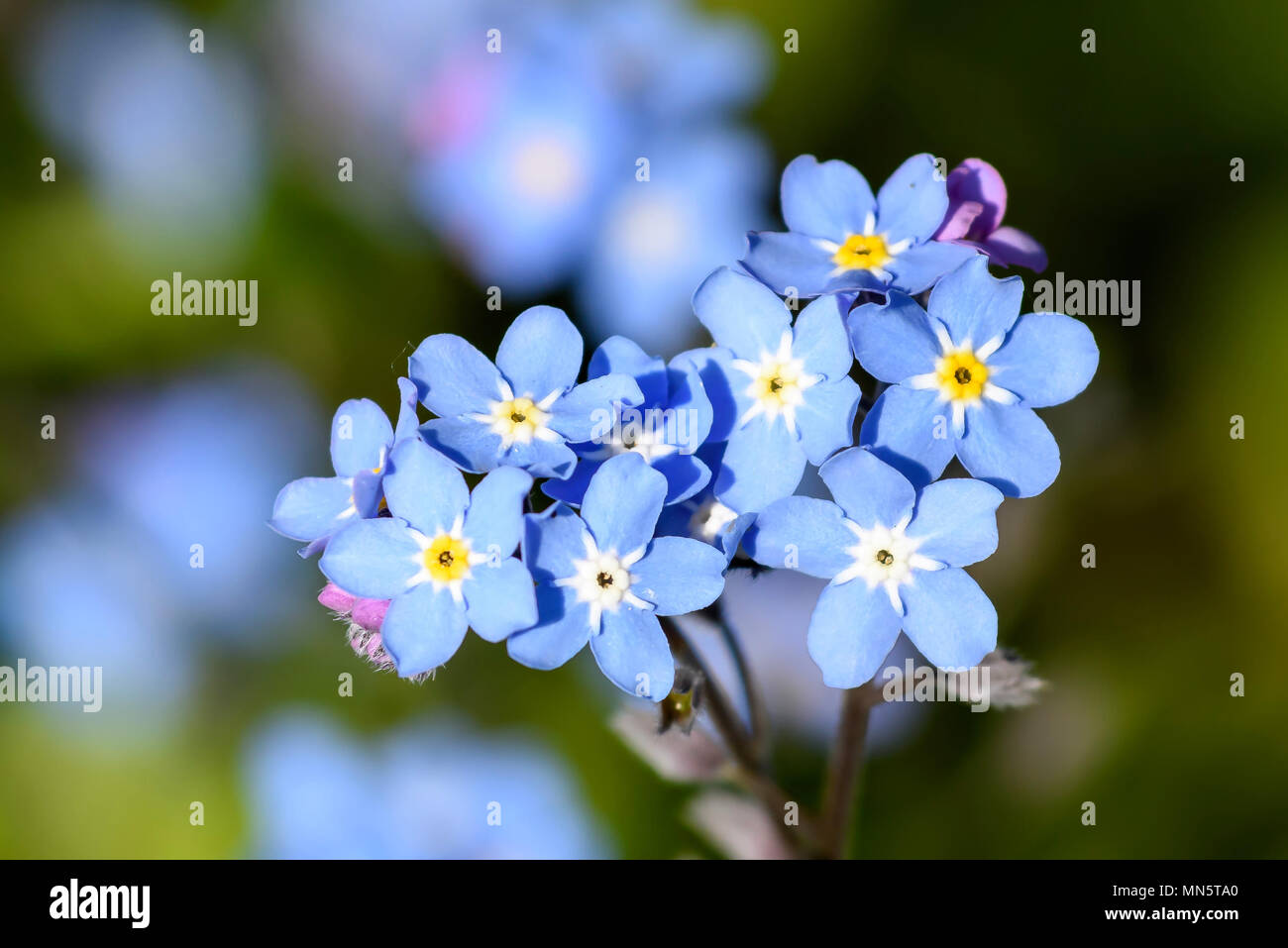 Wild blue flowers in Spring time Stock Photo - Alamy