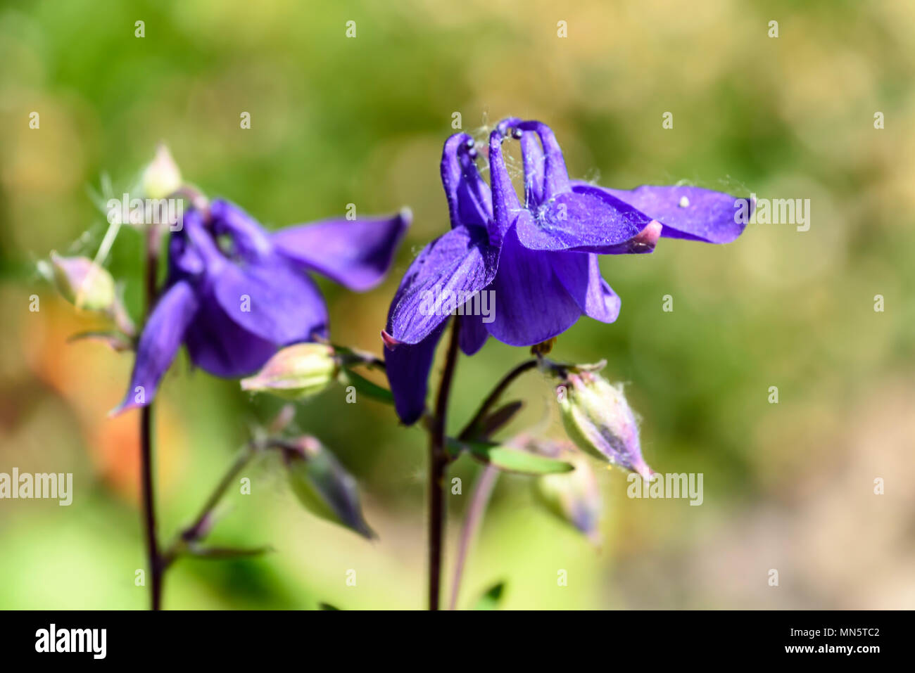 Beautiful purple flowers growing hi-res stock photography and images ...