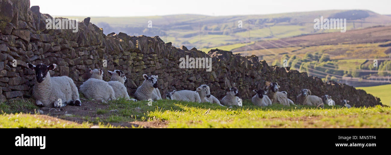 Sheep wall shelter hi-res stock photography and images - Alamy