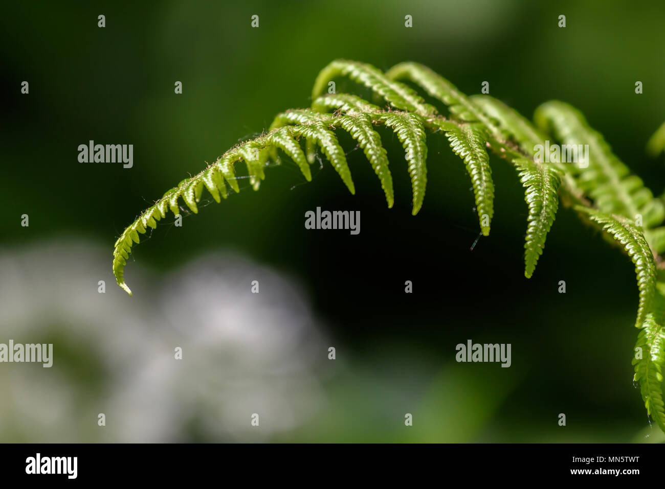 Fern plant isolated Stock Photo - Alamy