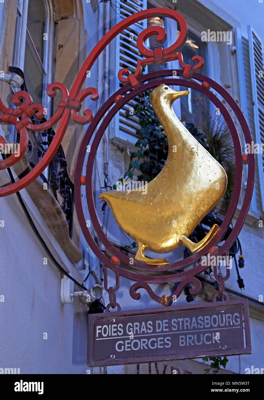 Fat cheerful goose hi-res stock photography and images - Alamy