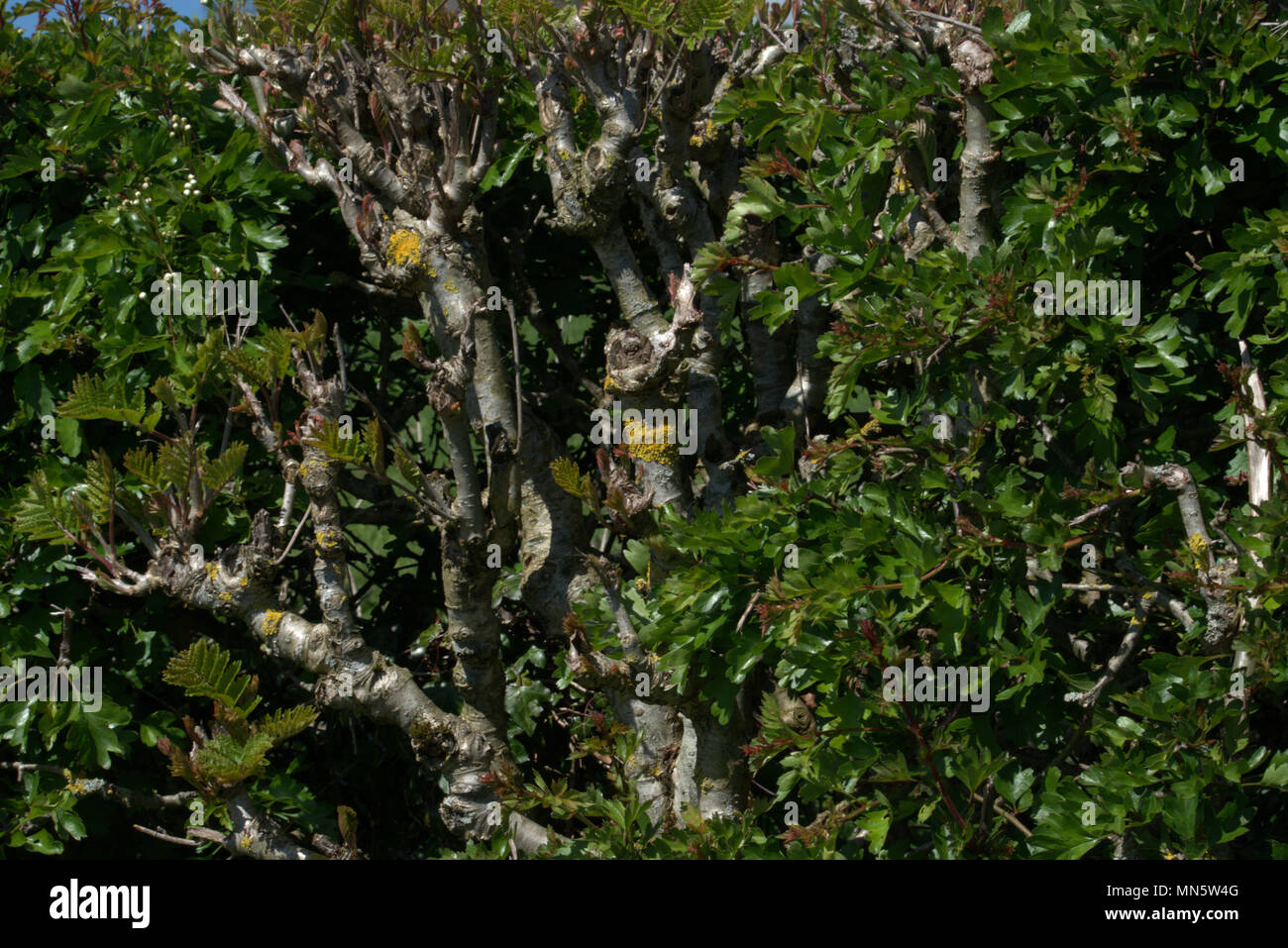 Sycamore hedge hi-res stock photography and images - Alamy