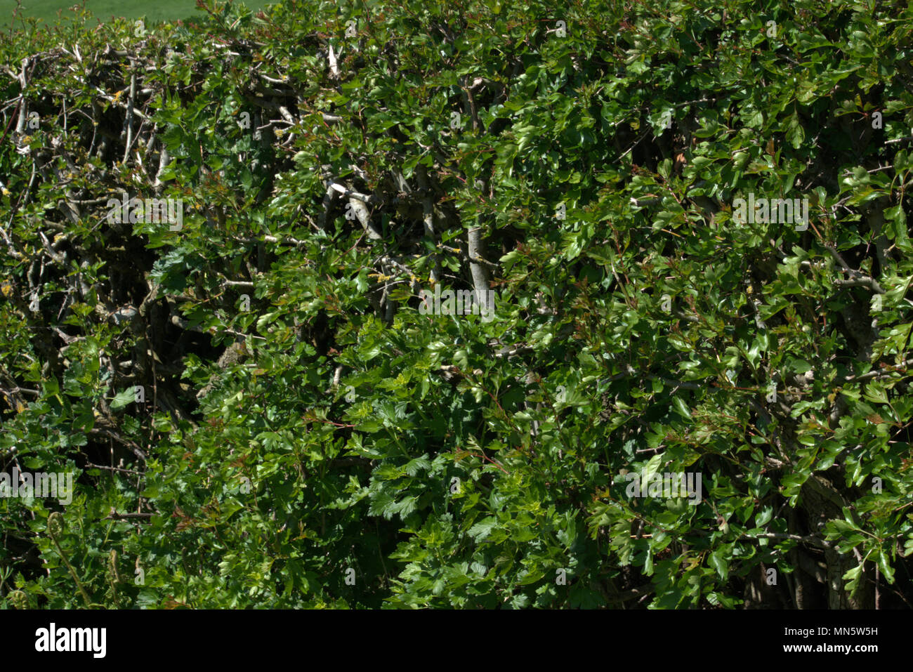 Sycamore hedge hi-res stock photography and images - Alamy