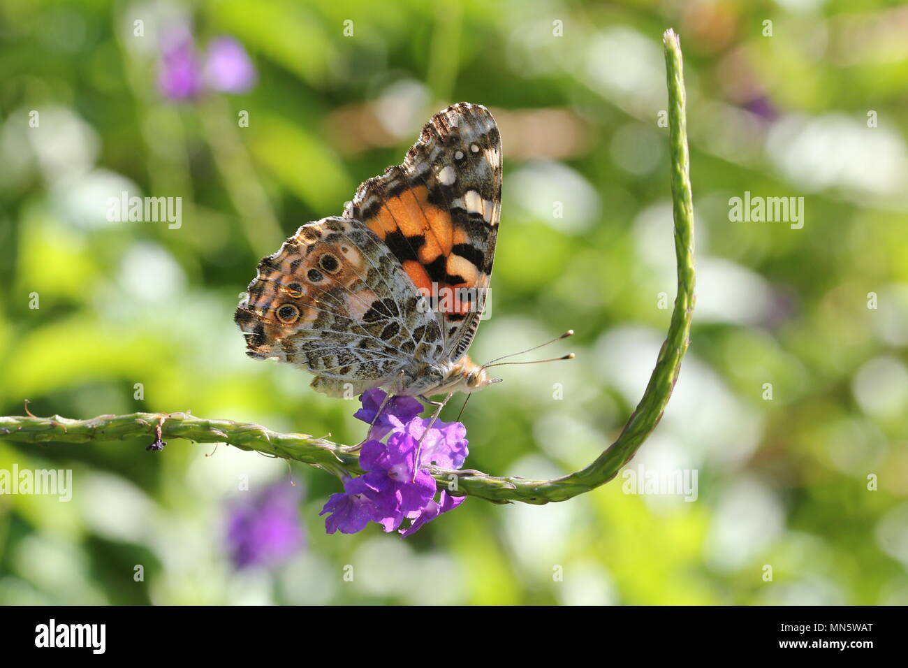 Monarch butterfly photos hi-res stock photography and images - Alamy