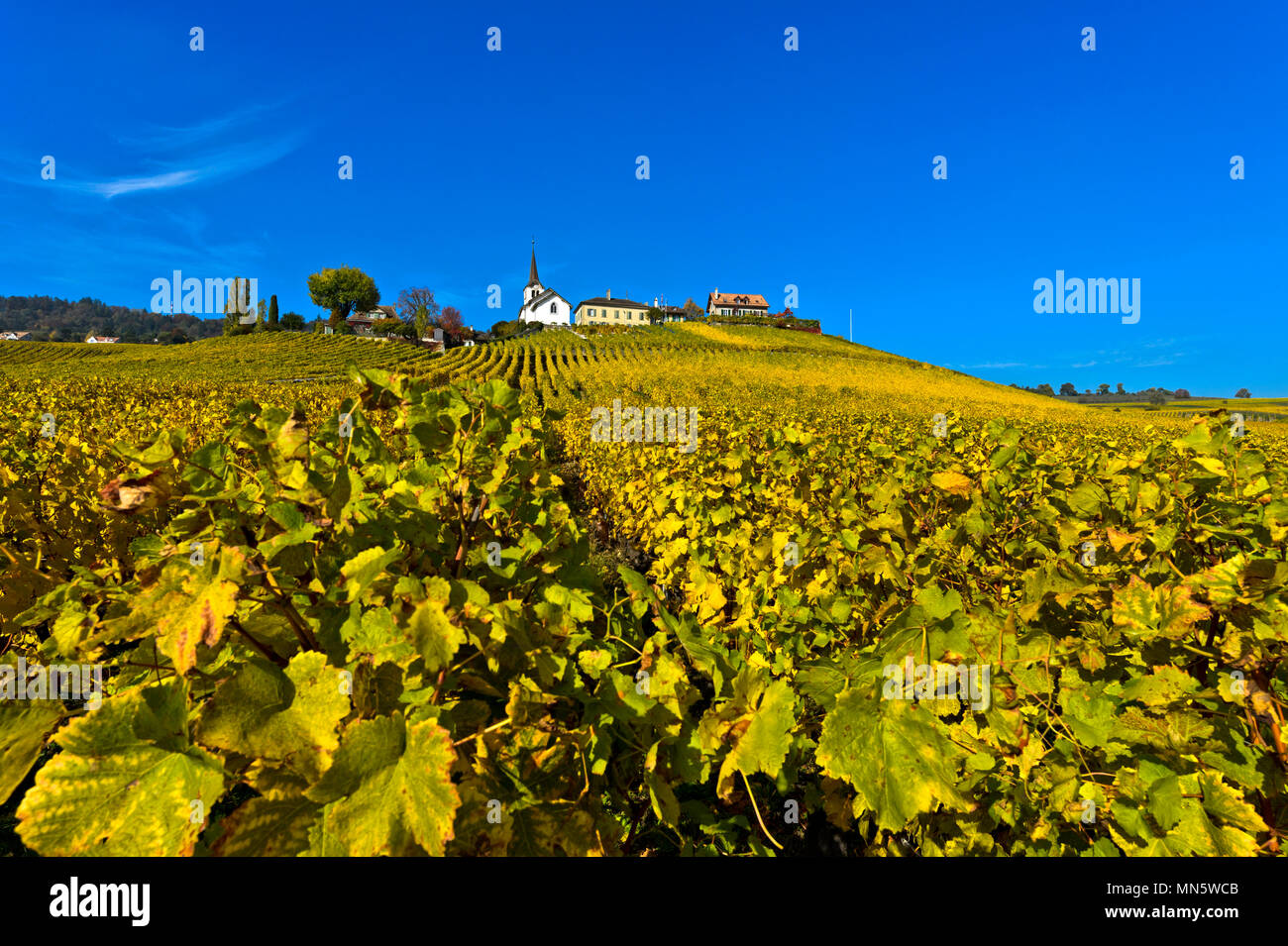 Vineyards in autumn colour in the wine-growing area La Côte, wine ...