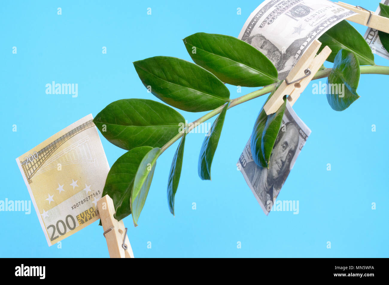 Money bills on clothespins on a branch of a money tree on a blue ...