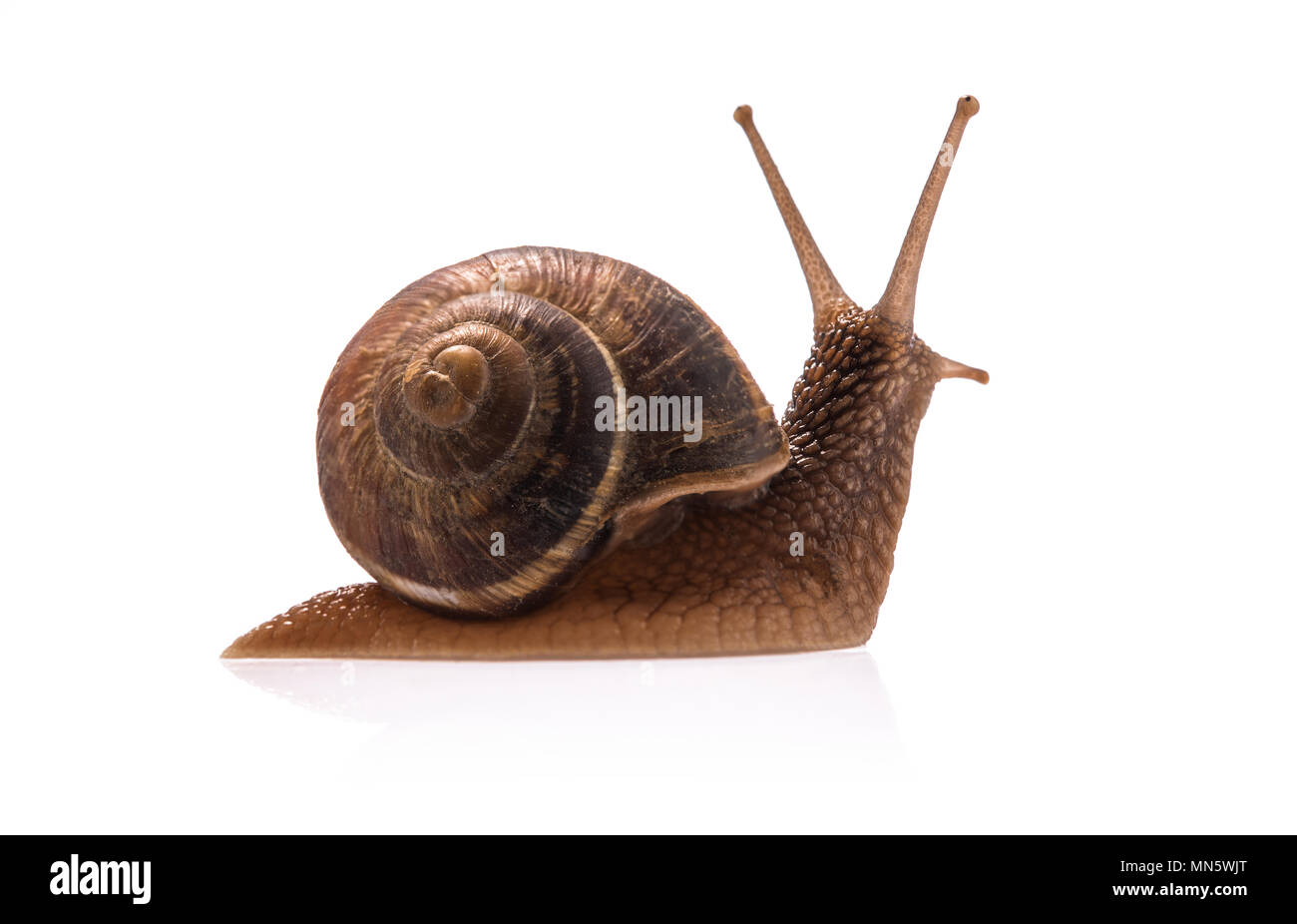 Garden snail isolated on white background Stock Photo - Alamy