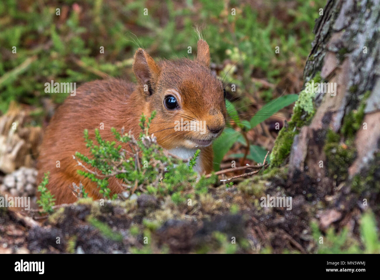 A rare little red squirrel looking curious Stock Photo - Alamy