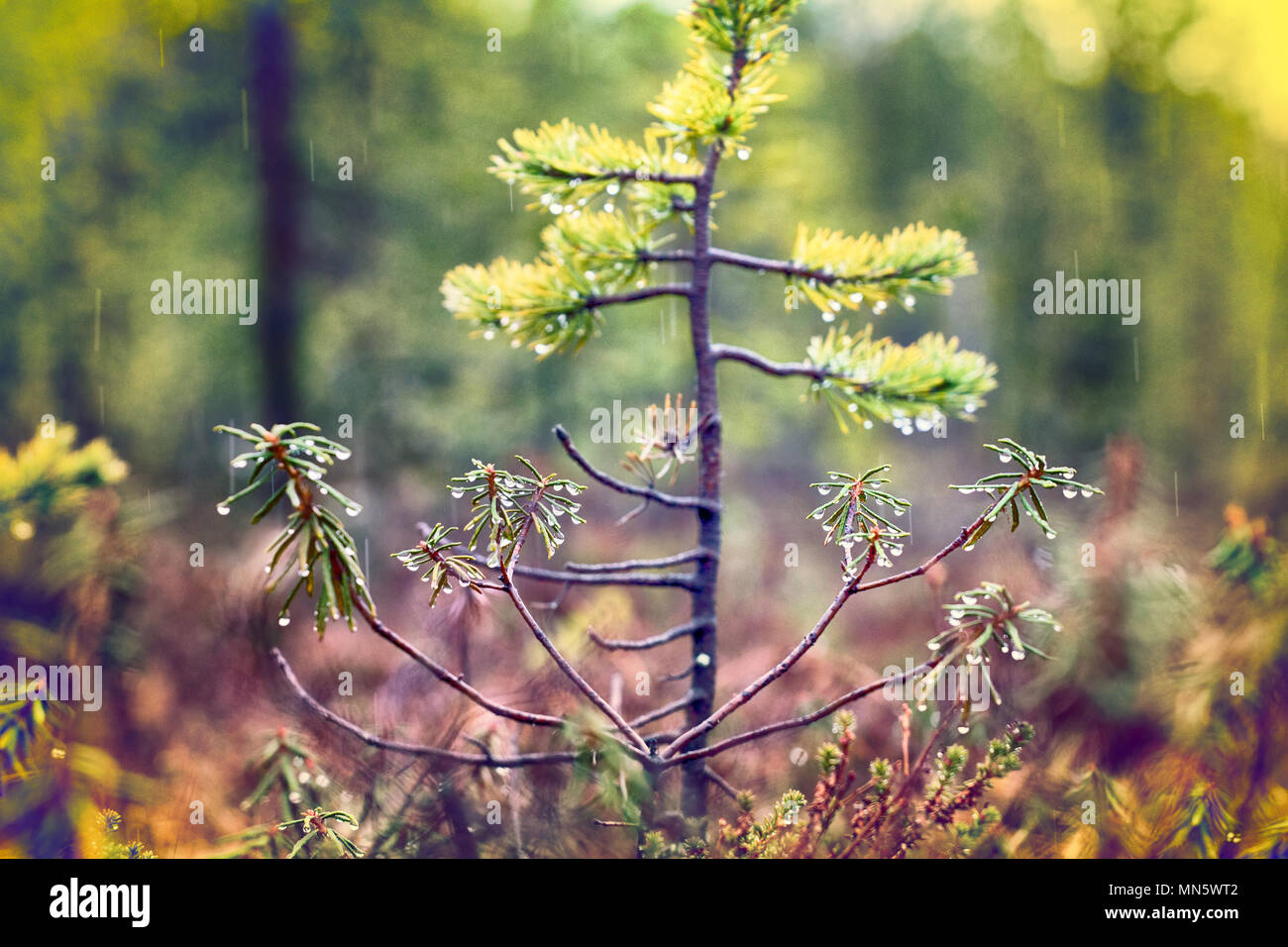 Warm spring rain, awakening of nature. Forest is crying drippings in ...