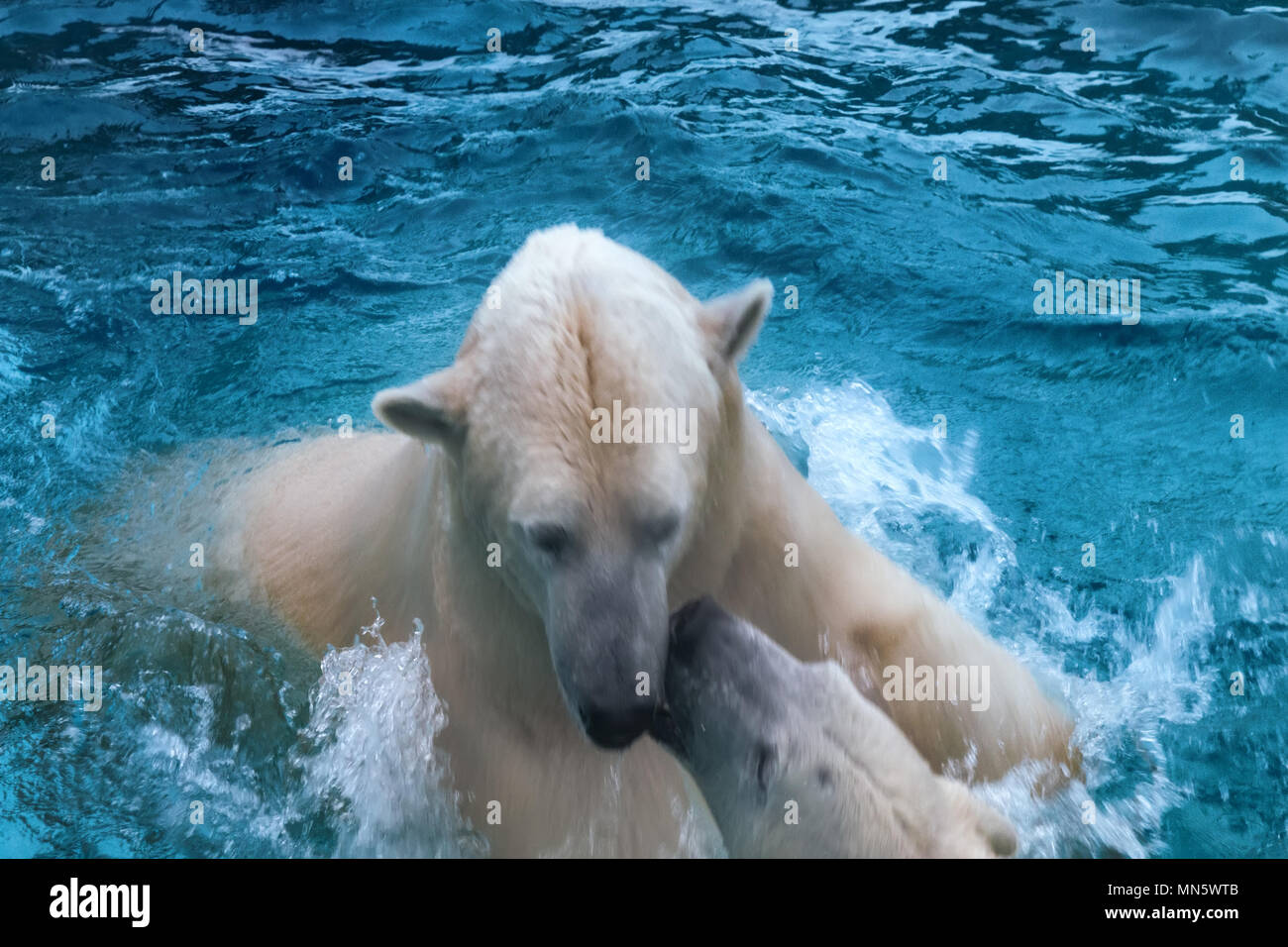 Polar bear without snow hi-res stock photography and images - Alamy