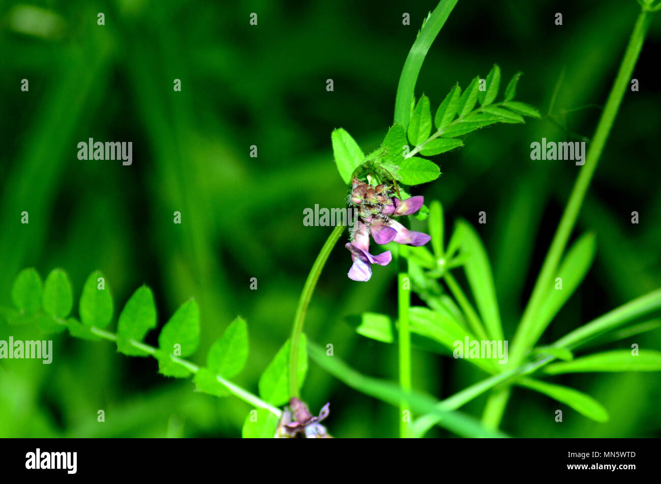 Small purple vetch flowers and leaves Stock Photo - Alamy