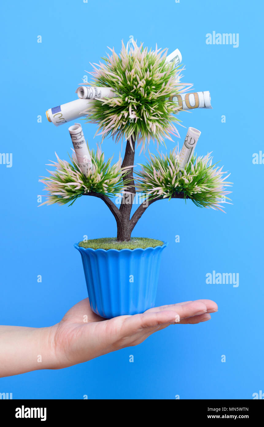 Money bills on the branches of a money tree on a blue background Stock ...