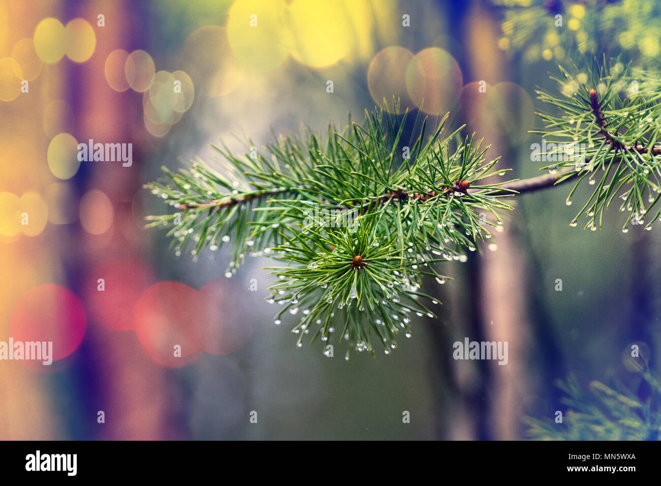 Warm spring rain, awakening of nature. Forest is crying drippings in ...