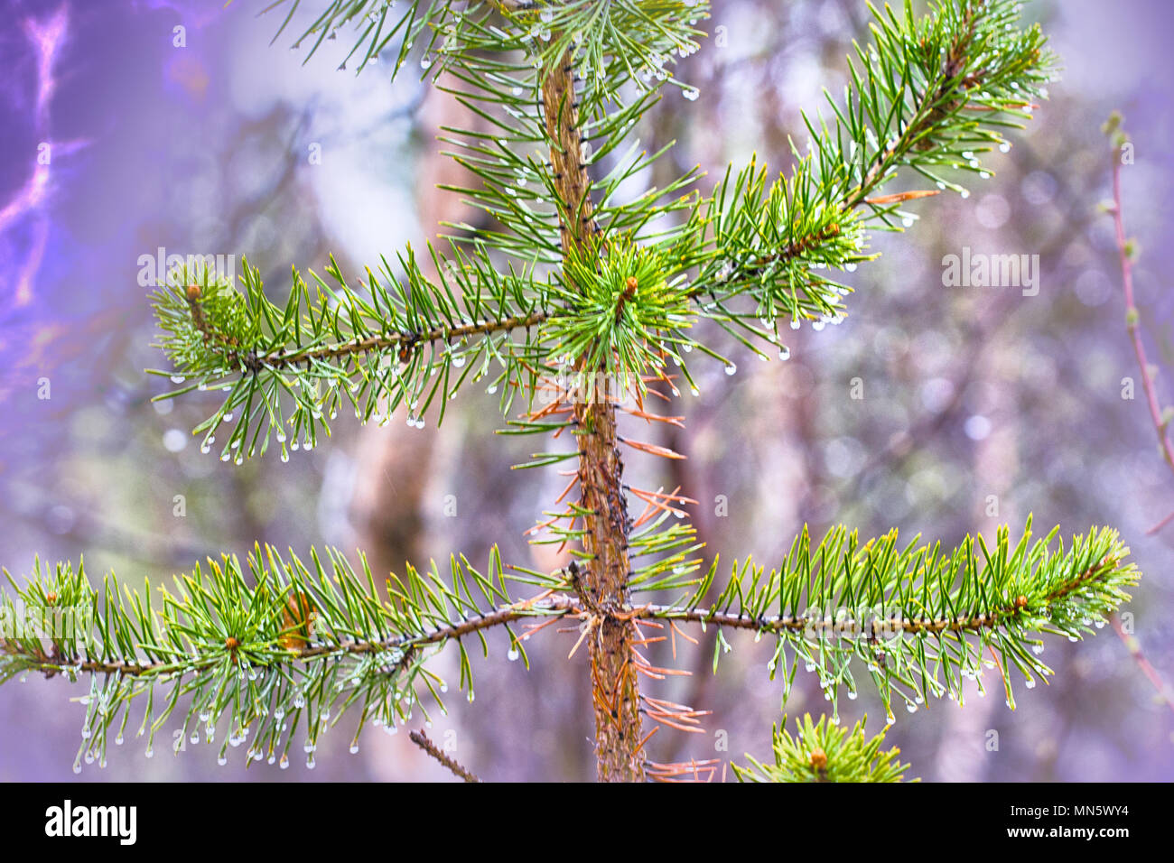 Warm spring rain, awakening of nature. Forest is crying drippings in ...
