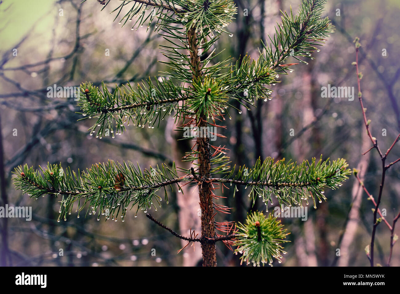 Warm spring rain, awakening of nature. Forest is crying drippings in ...