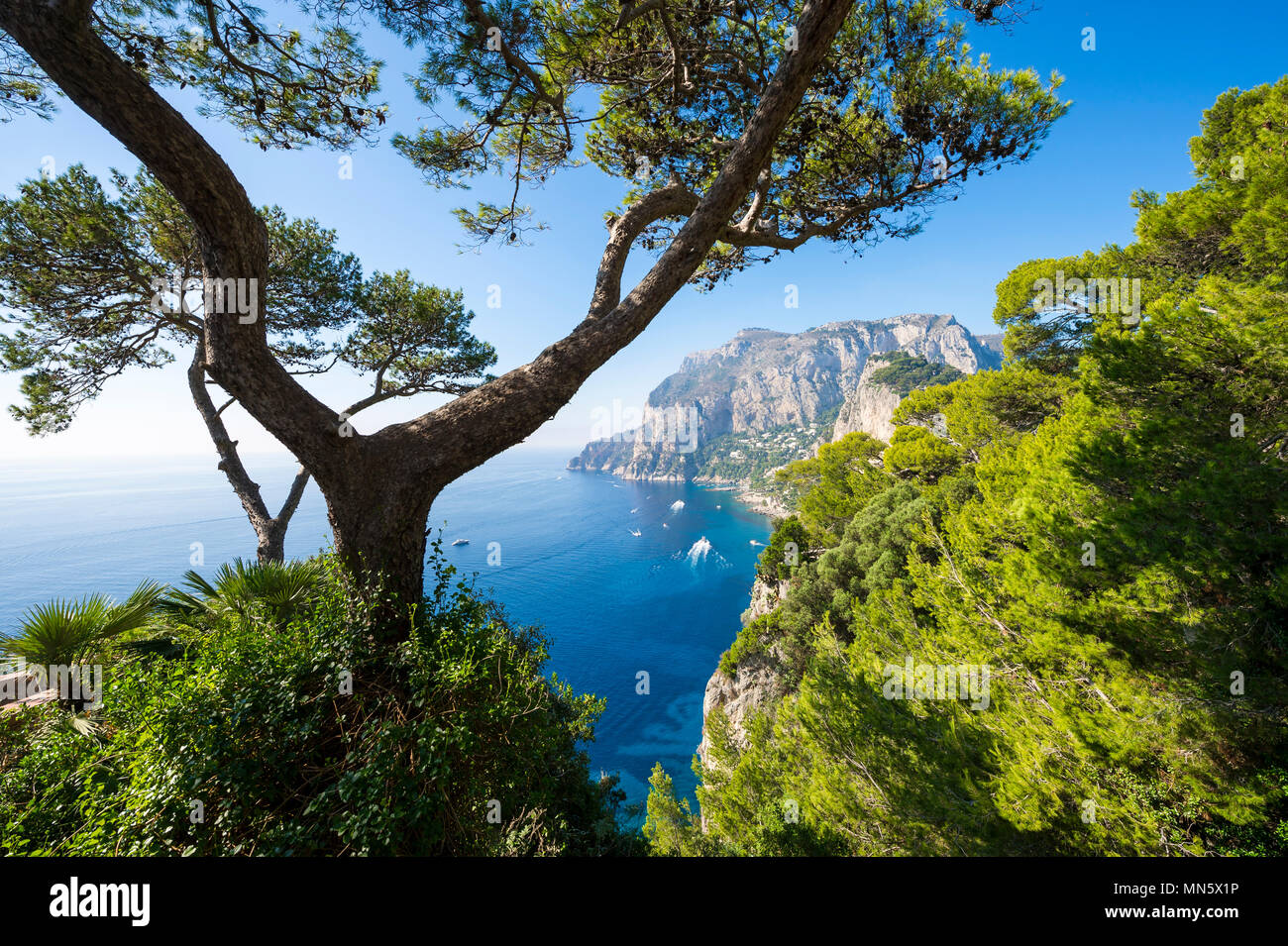 View through pine trees to the iconic cliffs of Capri Island and the ...