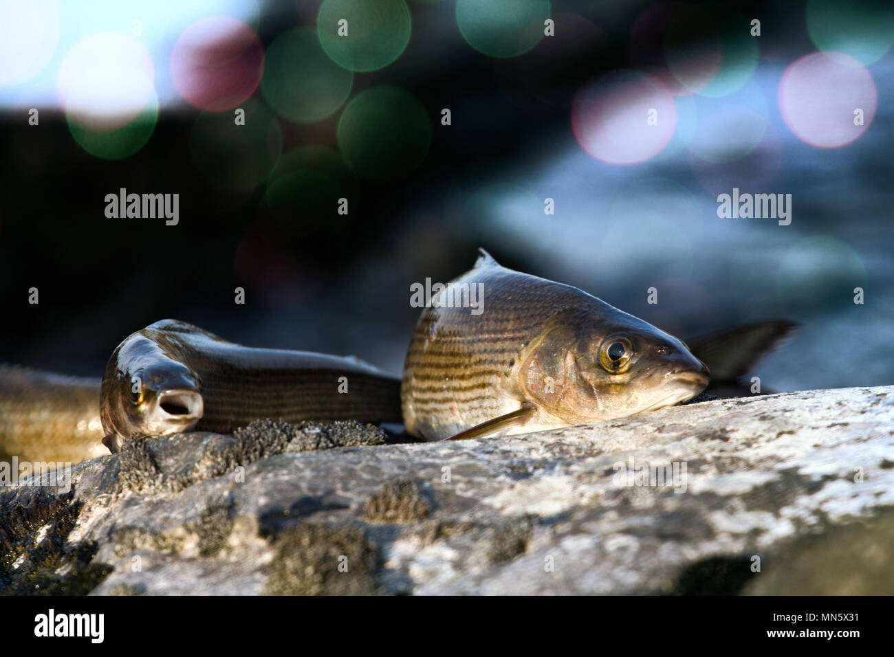 Good trophy fishing. Grayling lives in clean rapid rivers. Caught ...