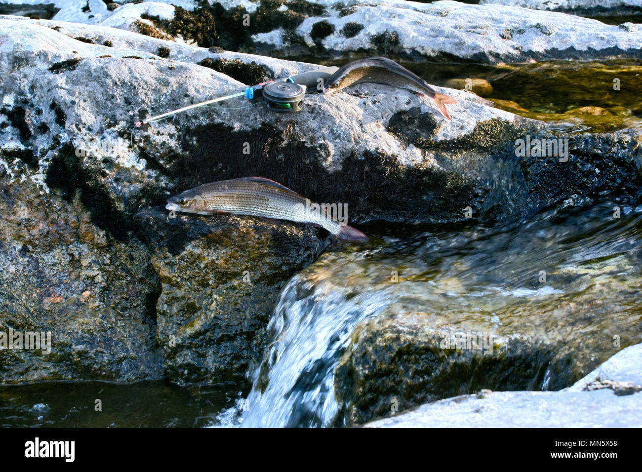 Good trophy fishing. Grayling lives in clean rapid rivers. Caught ...