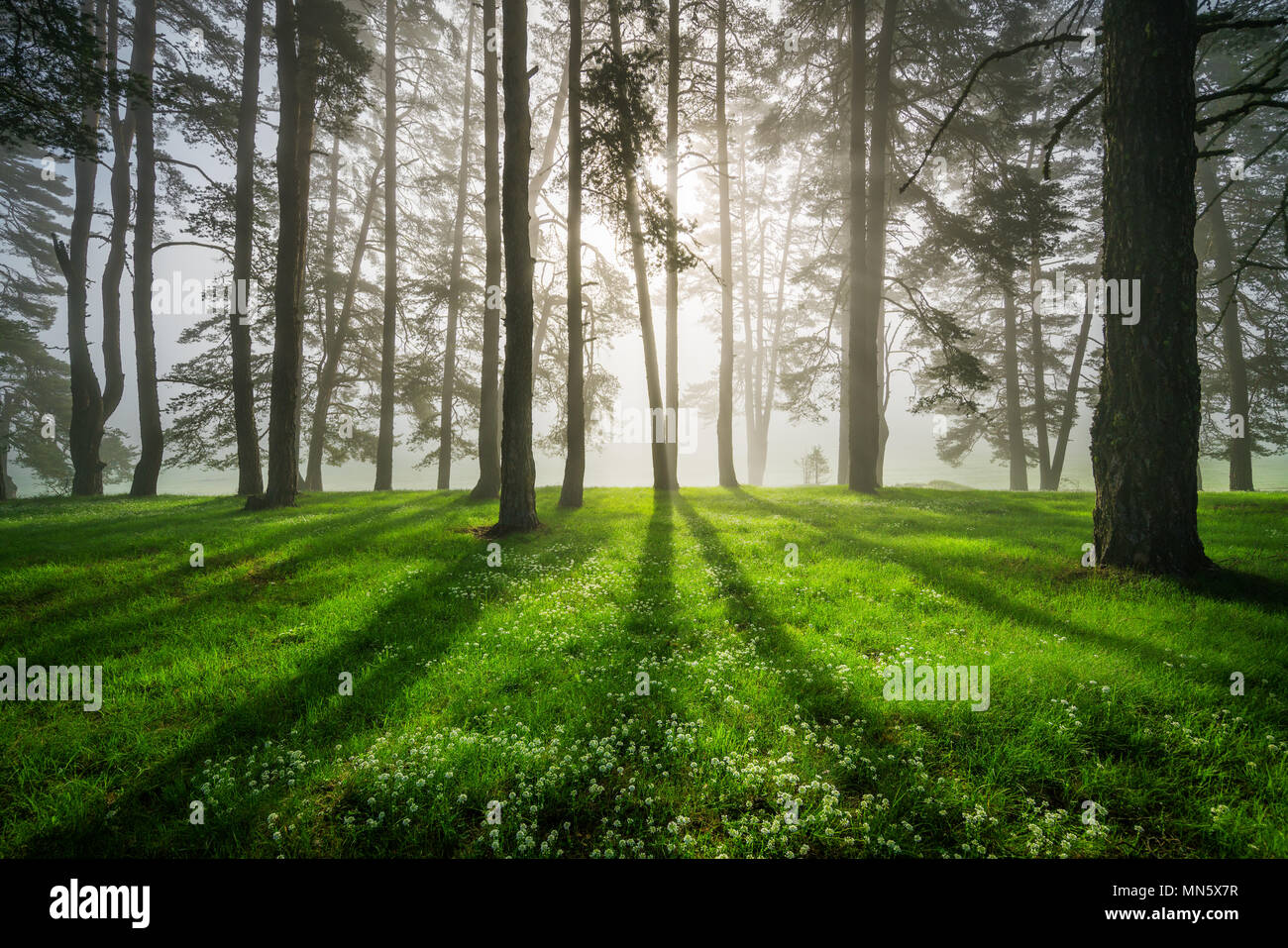 Spring fog hi-res stock photography and images - Alamy