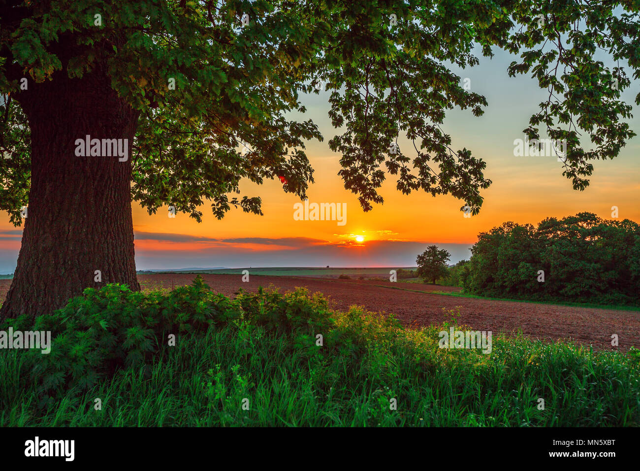 Tree in the field, sunset shot Stock Photo - Alamy