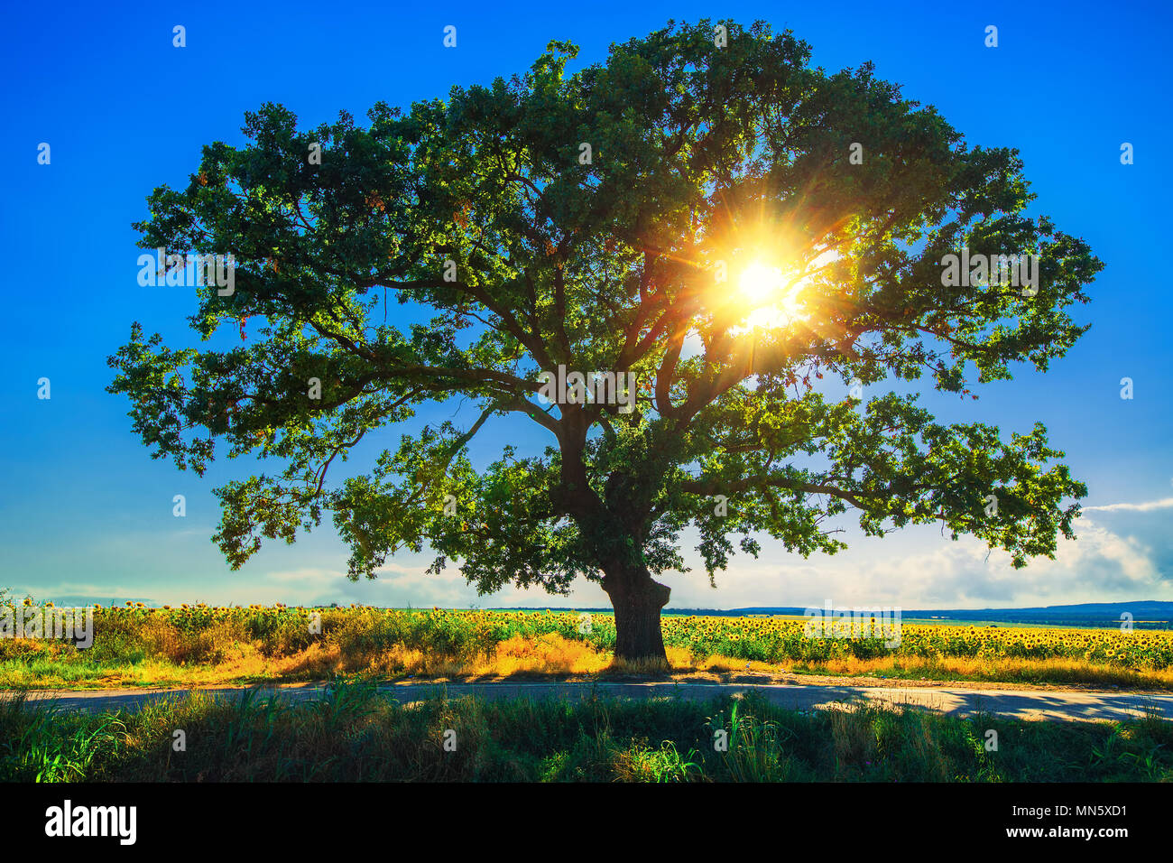 Beautiful field trees sunset spring hi-res stock photography and images ...