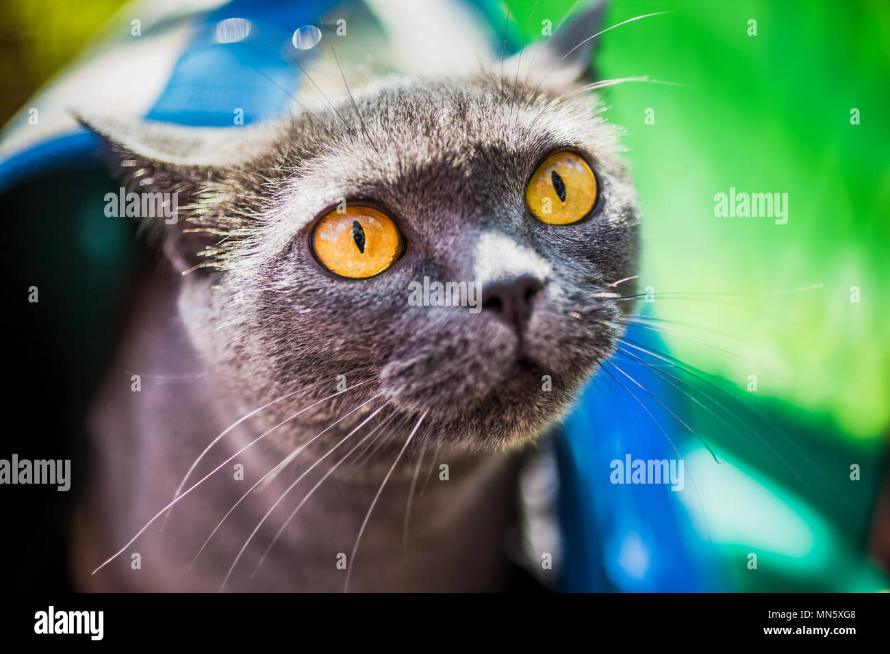 Portrait of frightened british shorthair grey cat with yellow eyes on ...