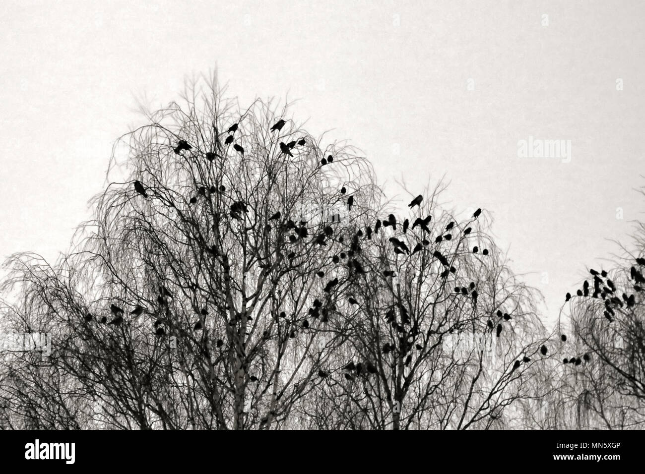 Hooded crows gathered overnight in city Park at winter. Public roosting ...