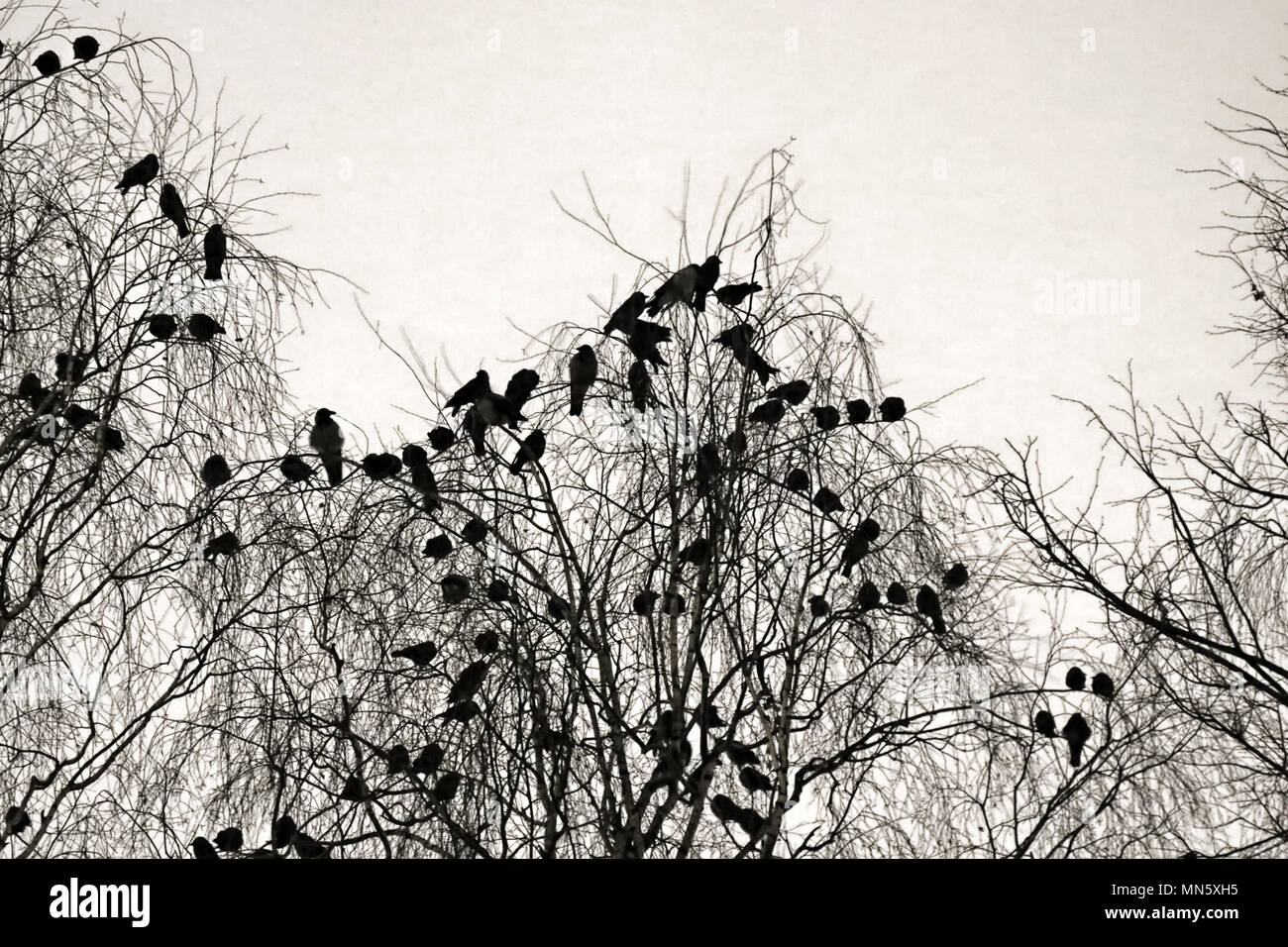 Hooded crows gathered overnight in city Park at winter. Public roosting ...