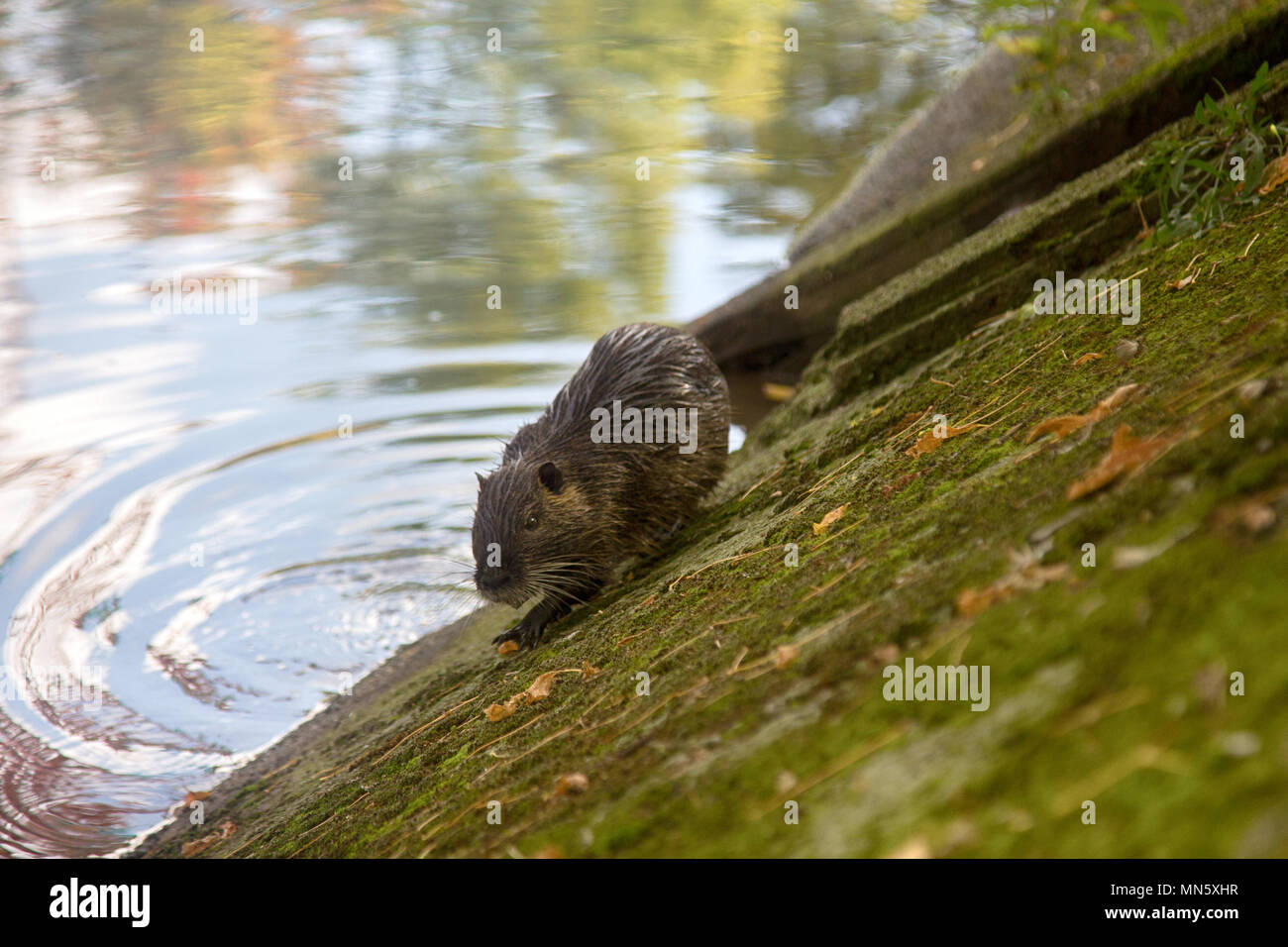 Nutria on banks of canal, search for food. Wild nutria inhabit ponds ...