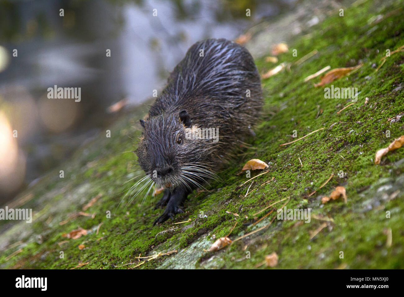 Nutria on banks of canal, search for food. Wild nutria inhabit ponds ...