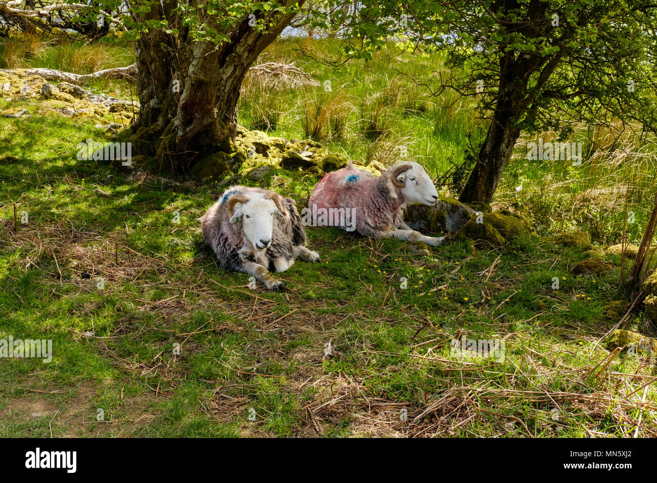 Sheep resting in the shade, Crummock Stock Photo - Alamy