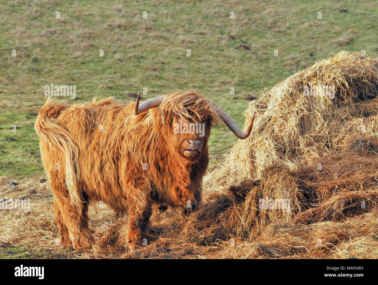 Highland cow standing hi-res stock photography and images - Alamy