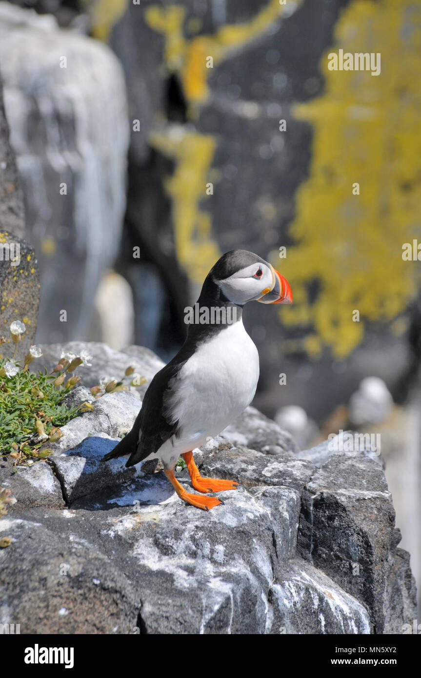 Puffin on a ledge hi-res stock photography and images - Alamy