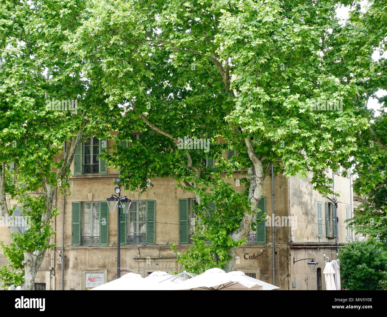 Plane trees provence hi-res stock photography and images - Alamy
