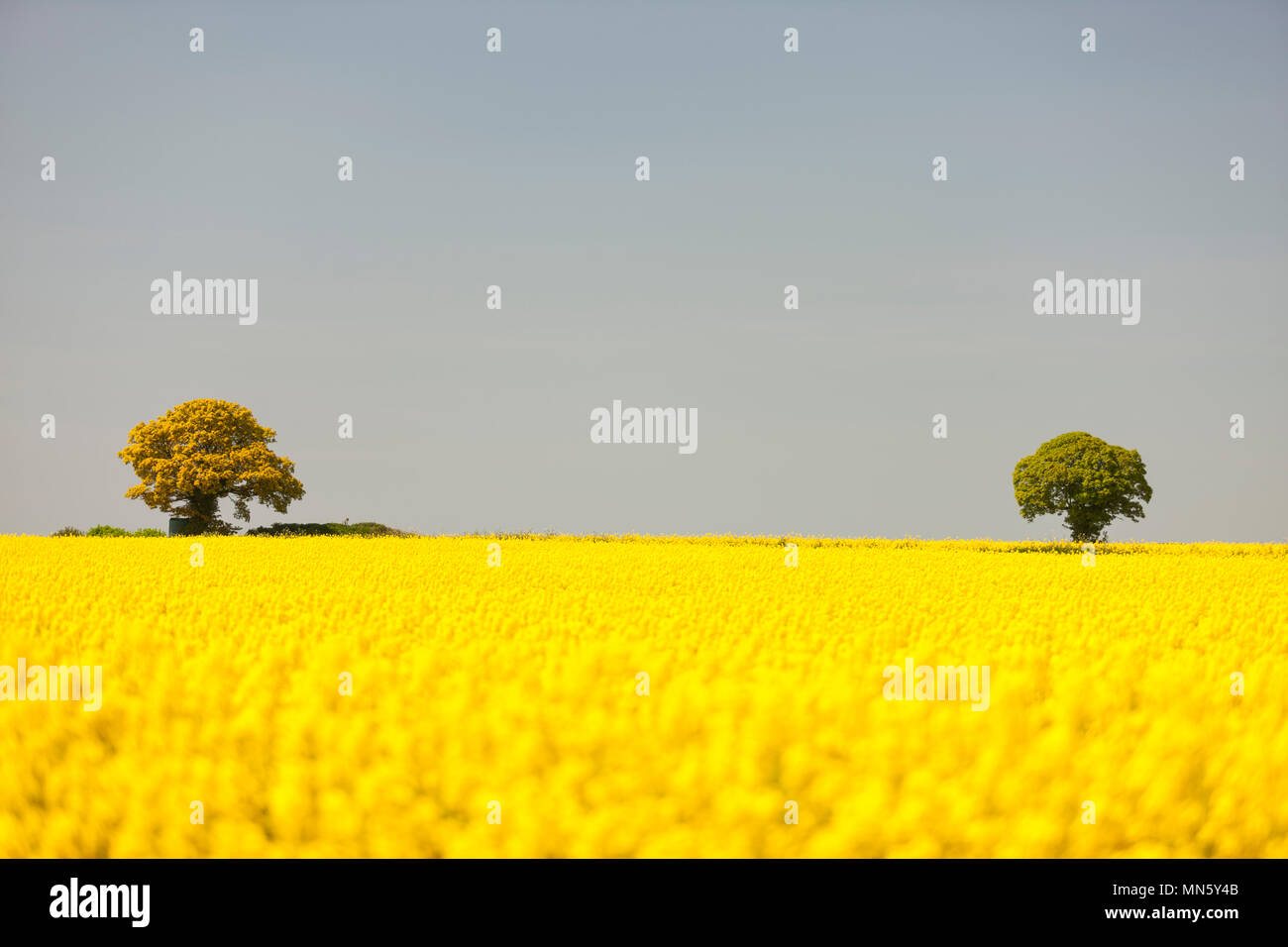 Flowering rapeseed field on sunny hi-res stock photography and images ...