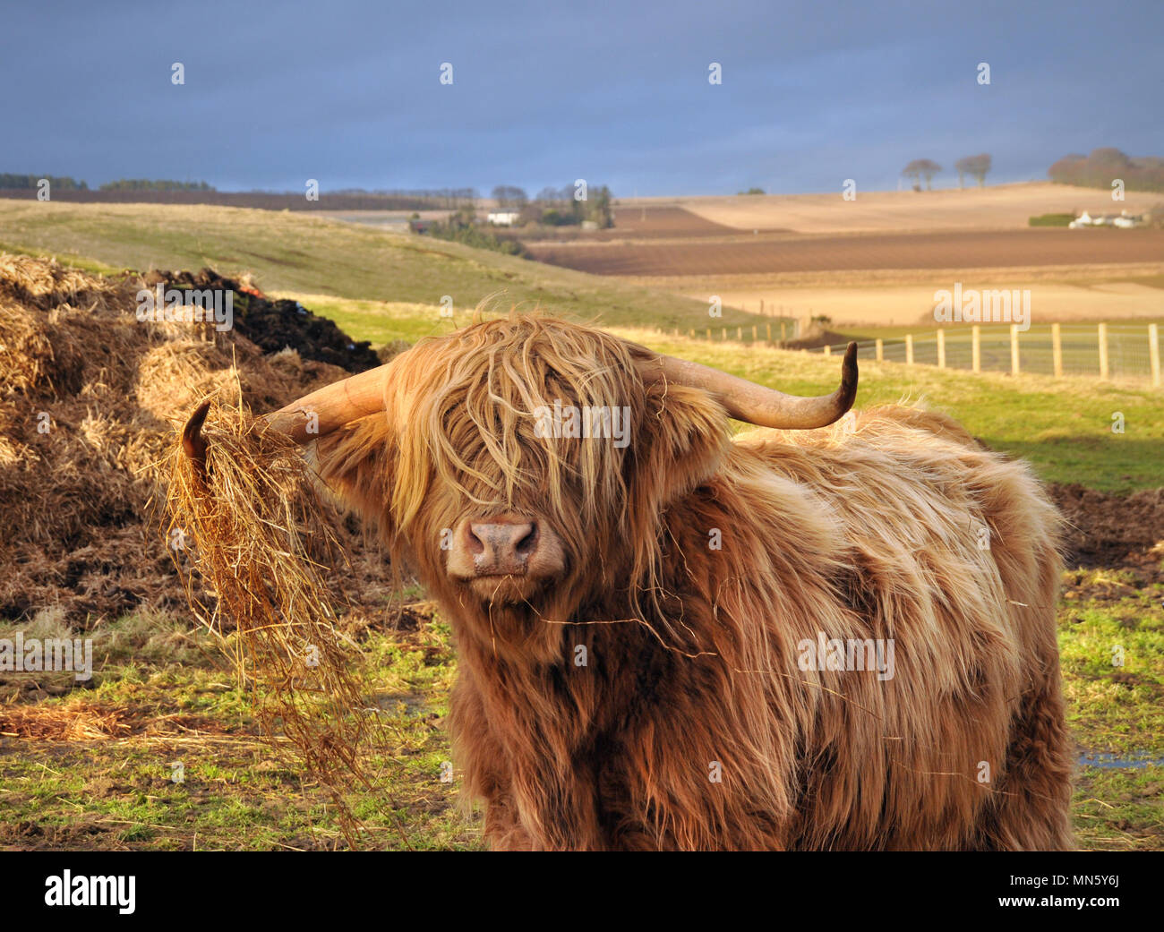 Funny highland cow hi-res stock photography and images - Alamy
