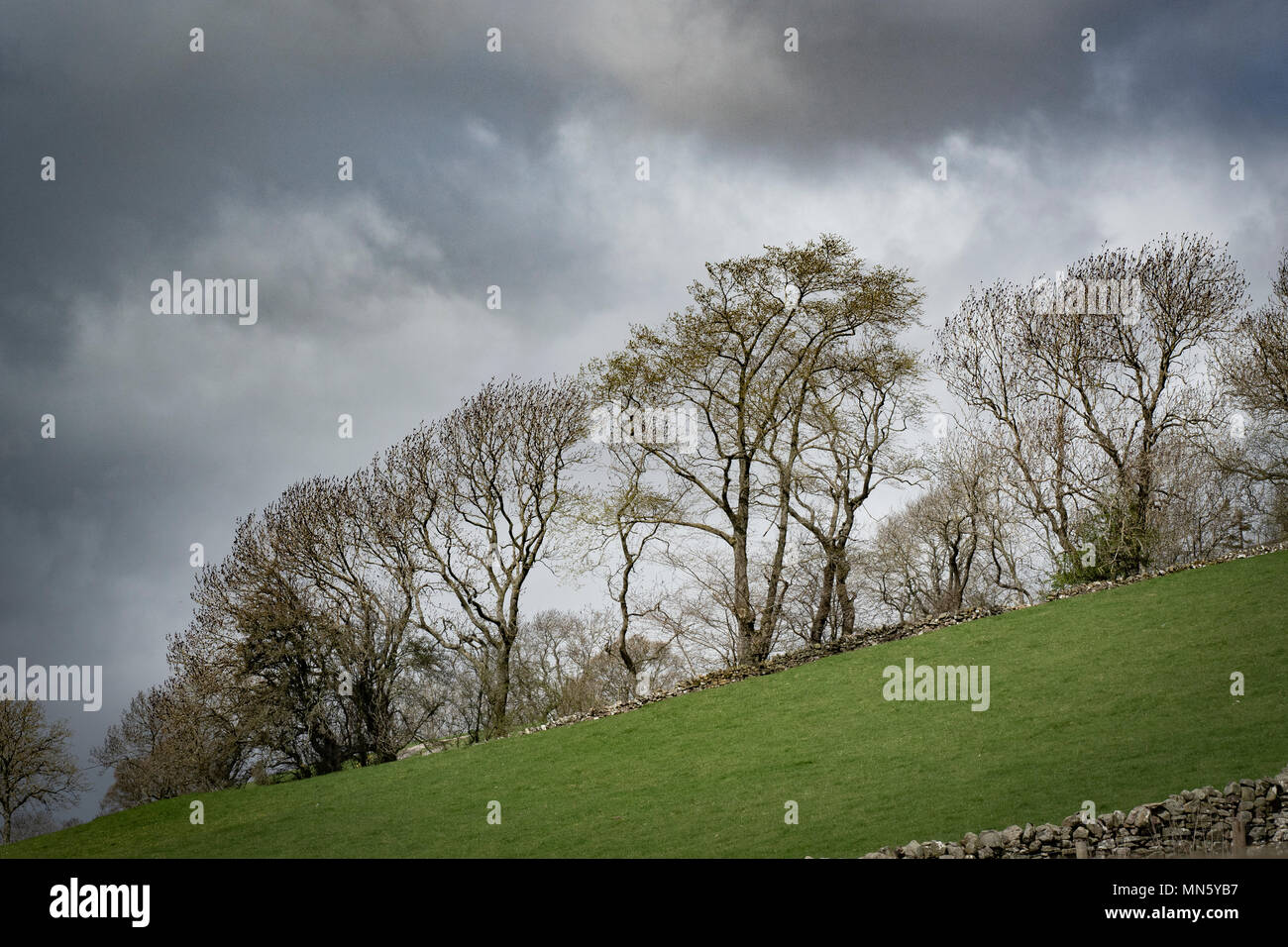 Trees near Bowlees, Teesdale, County Durham Stock Photo - Alamy