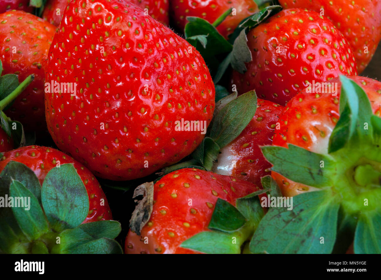 background from freshly harvested strawberries, directly above. A real ...